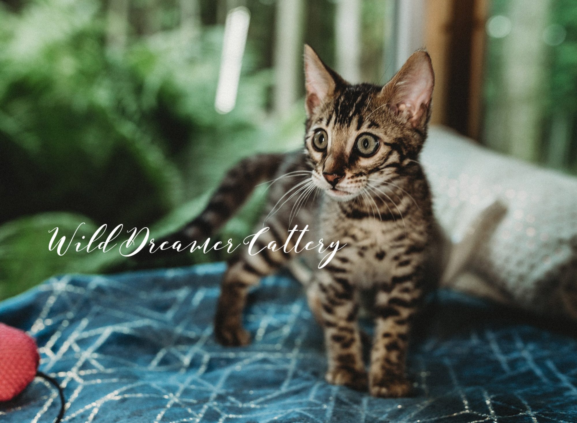 Homepage | Wild Dreamer Cattery